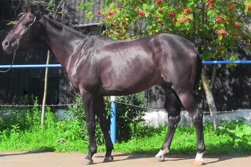 At ve binicilik kulüpleri Конно-спортивный клуб Эйфель, Kurskaya oblastı, foto