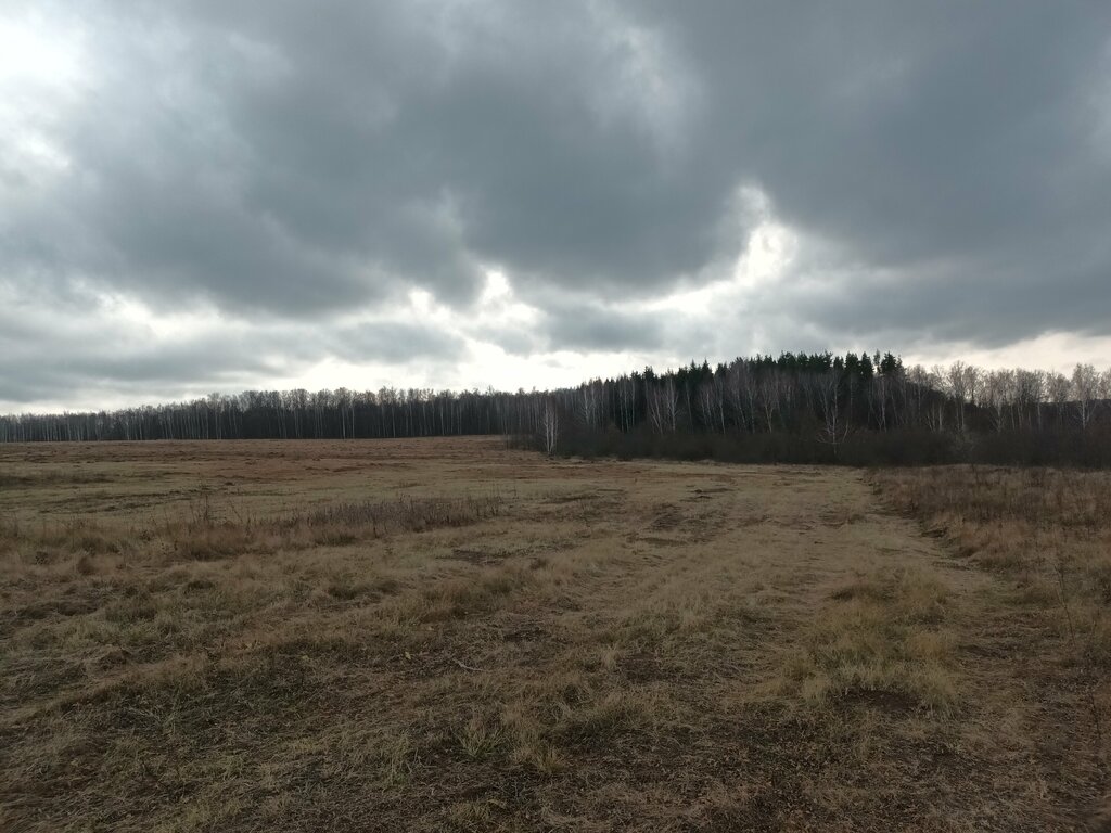 Orman лес Коровий березник, Tulskaya oblastı, foto