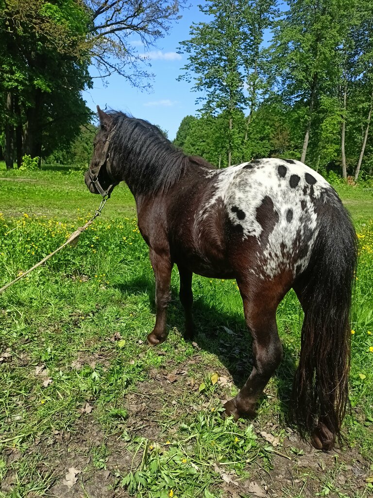 At ve binicilik kulüpleri Конные прогулки Калуга, Kaluga, foto