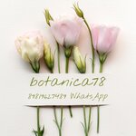 Botanica78 (Slutskaya ulitsa No:15), çiçekçiler  Pavlovsk'tan