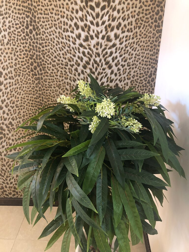 Epilasyon Bls, Saratov, foto