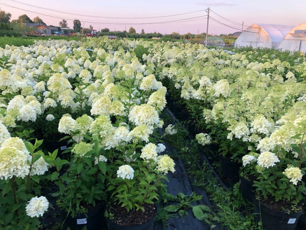 Sera ve bahçe ürünleri Mirosad, Başkurdistan, foto