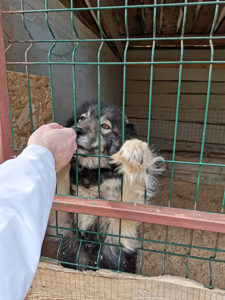 Evcil hayvan yetiştiricileri Питомник маламутов и хаски, Samara, foto