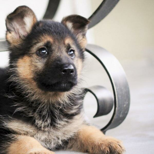 Evcil hayvan yemi üretimi Peshi Pets, Ayman, foto