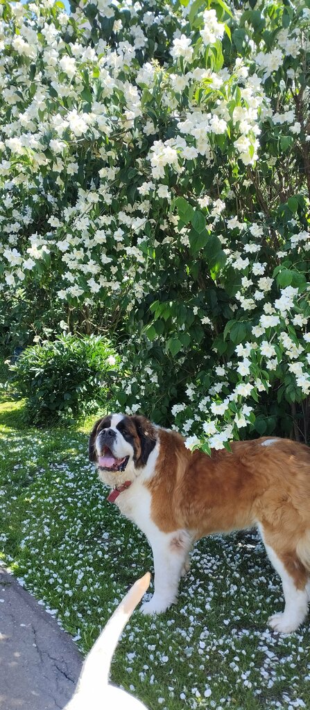 Pet otel Gostinitsa dlya sobak Dog-Inn, Moskova, foto