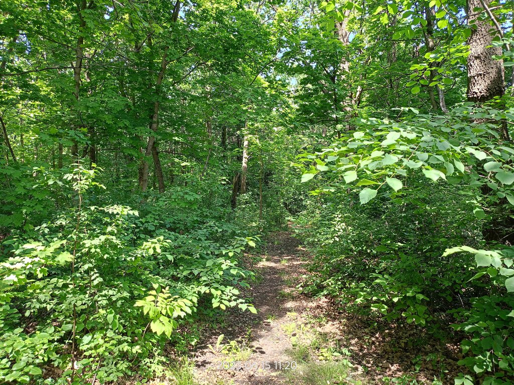 Orman урочище Капитанское, Belgorodskaya oblastı, foto