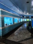 Batumi Dolphinarium (Shota Rustaveli Avenue No:51), akvaryumlar  Batum'dan