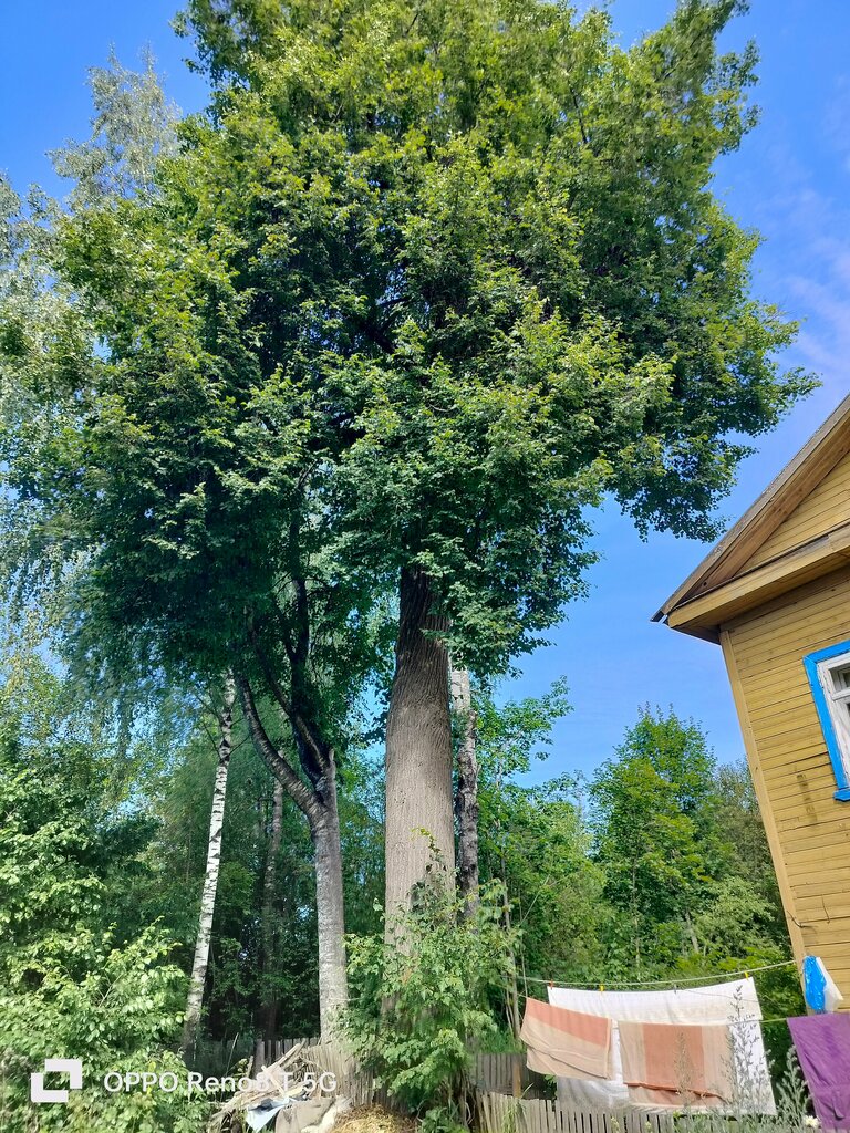 Turistik yerler Усадьба Ф.И. Шаца, Okulovka, foto