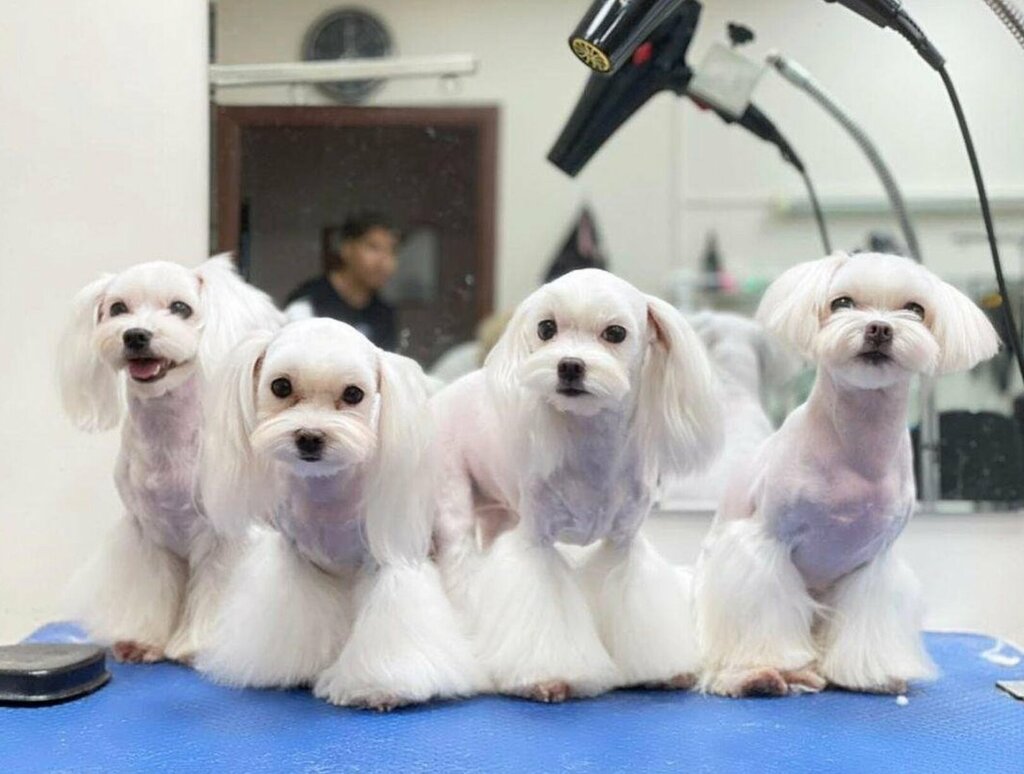 Evcil hayvan kuaförleri ZooZone, Vladivostok, foto