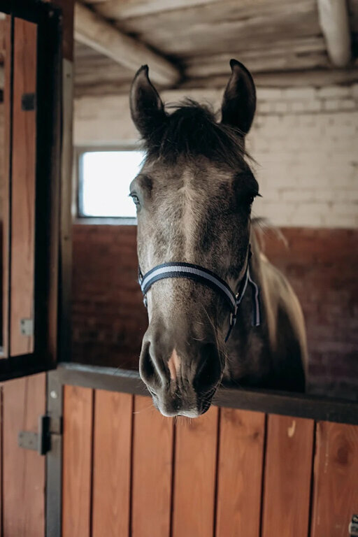 At ve binicilik kulüpleri U_Raimonda, Shchuchyn, foto