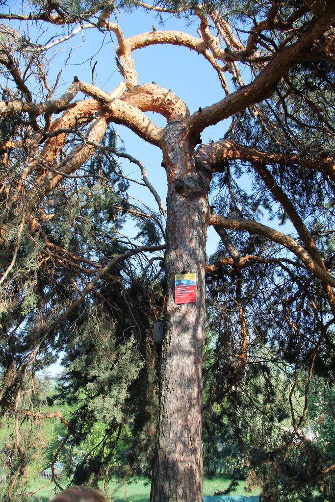 Doğa Старовозрастная сосна, Voronejskaya oblastı, foto