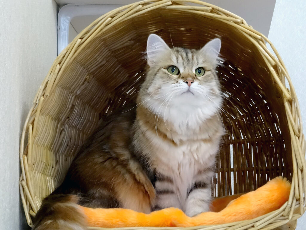 Evcil hayvan yetiştiricileri Znatniy Zver, Çeliabinsk, foto