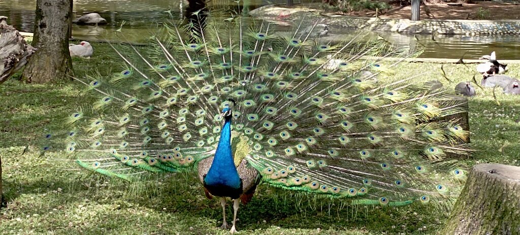 Hayvan muhafazaları Вольер павлины, Batum, foto