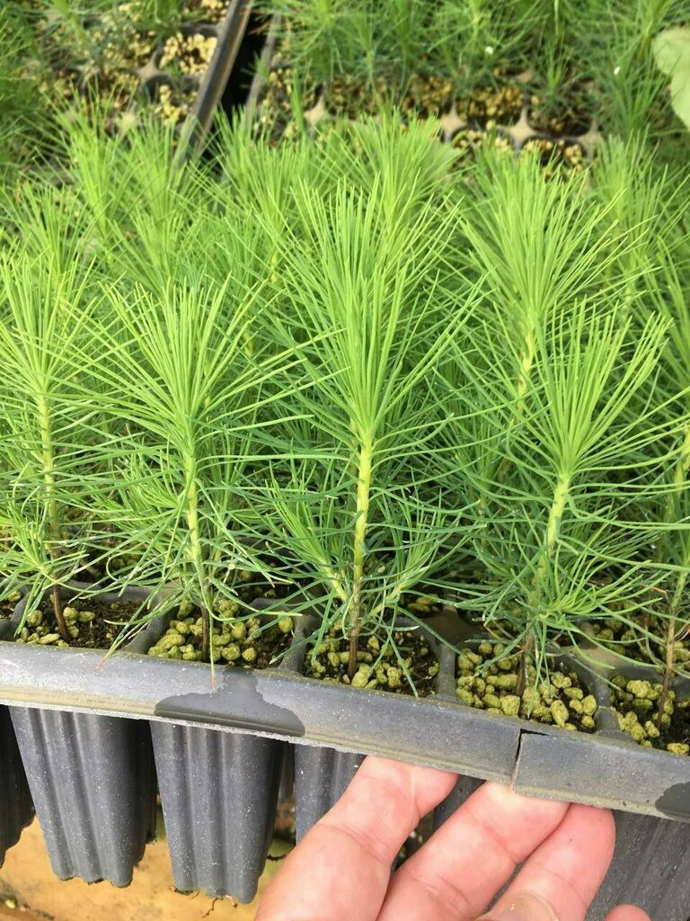 Orman işleri Лесопитомник Костромской сеянцев ели и сосны и семена, Kostromskaya oblastı, foto