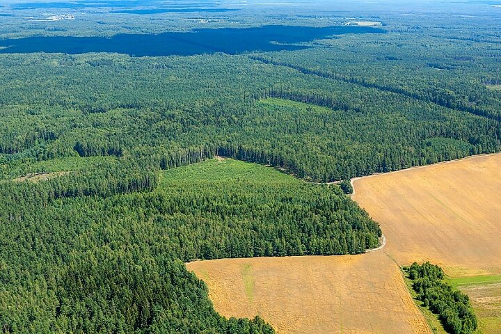 Parklar ve ormanlar Республиканский гидрологический заказник Острова Дулебы, Mogiliovskaya oblastı, foto