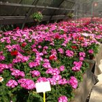 Cesari Garden Vivaio Piante (Emilia-Romagna, Bologna, Via Malvezza, 4), sera ve bahçe ürünleri  Emilia‑Romagna'dan