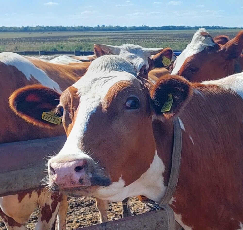 Hayvancılık Животноводческое хозяйство, Saratovskaya oblastı, foto