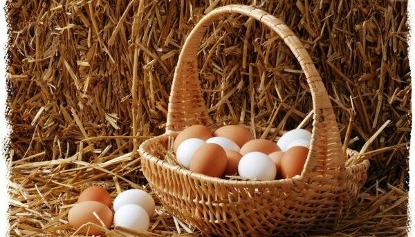 Kanatlı hayvan ürünleri ve yumurta Nature sustenance marketing foundation, Dammam, foto