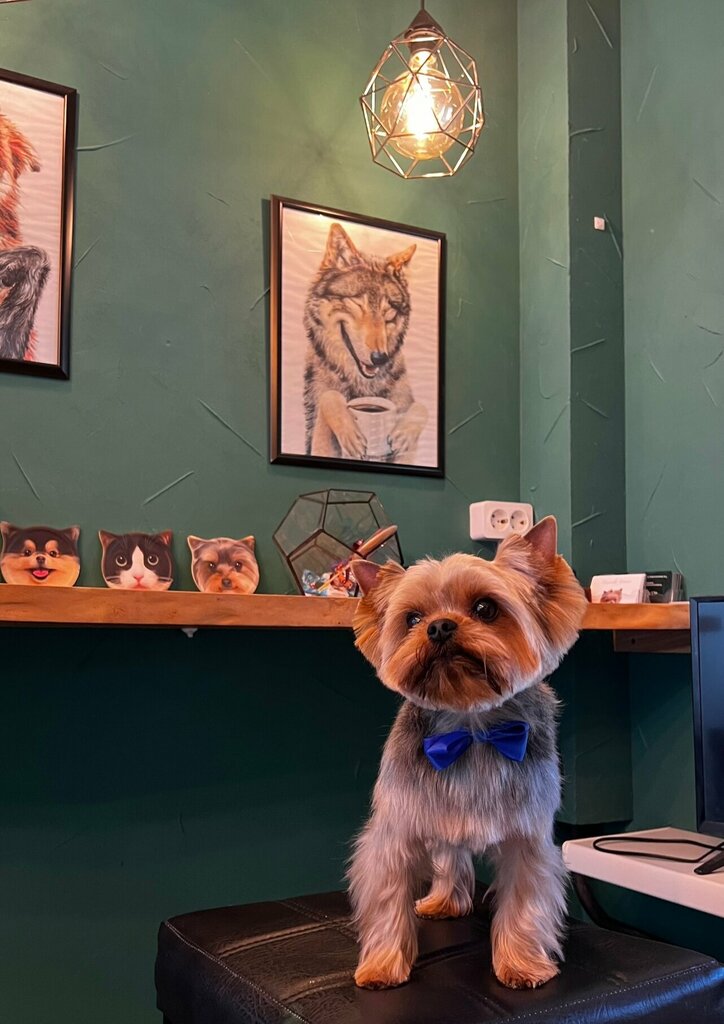 Evcil hayvan kuaförleri Grooming Studio, Surgut, foto