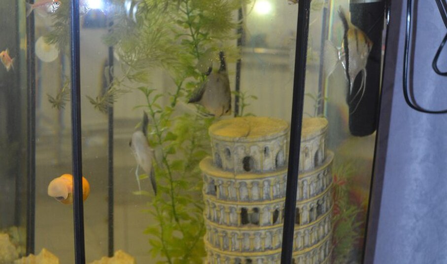 Güzellik salonu Semeyny salon krasoty Family, Syktivkar, foto