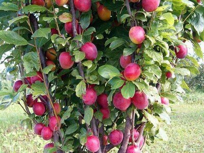 Tarım firmaları Sady Staroy Russy, Staraya Russa, foto