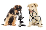 Centro Veterinario San Ranieri (Tuscany, Pisa, Pisa, Via Fratelli Rosselli), veteriner klinikleri  Pisa'dan