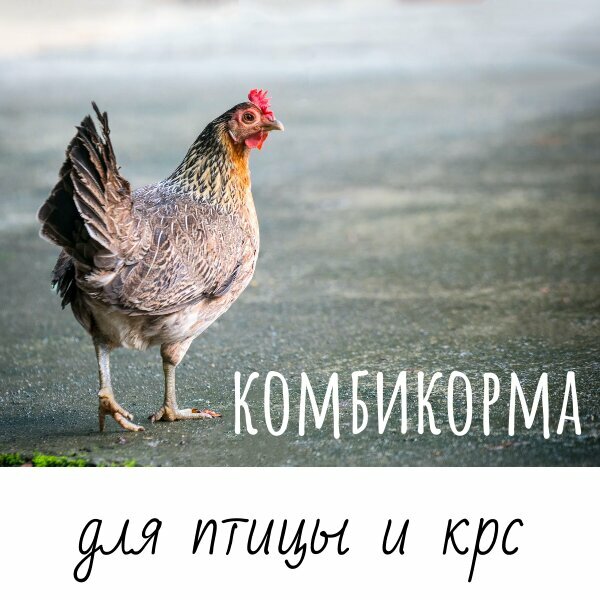 Yem ve yem katkı maddeleri Kombicorma, Riazanskaya oblastı, foto