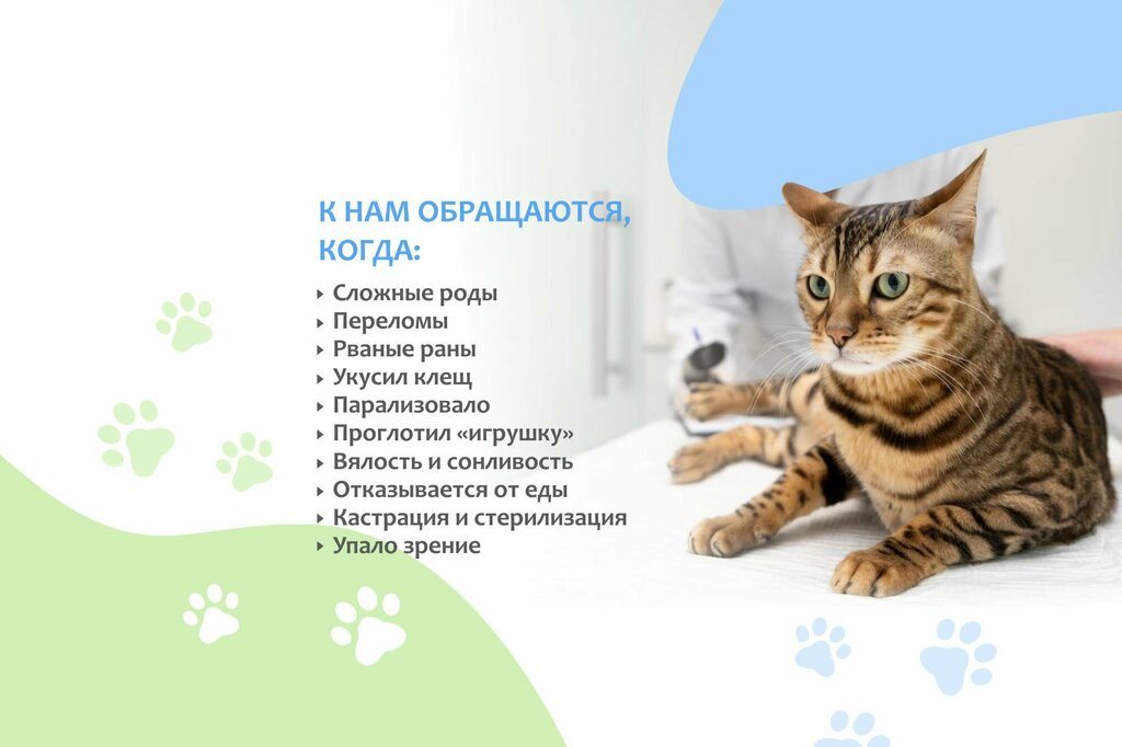 Veteriner klinikleri Centr Veterinarnyh Yslyg, Moskova, foto