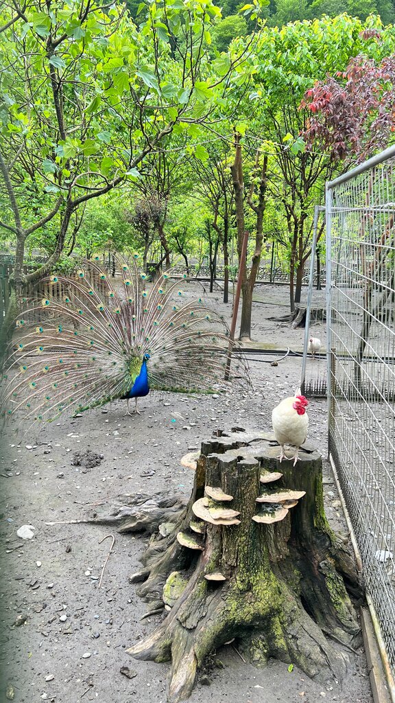 Çiftlik tatili Отдых на ферме, Soçi, foto