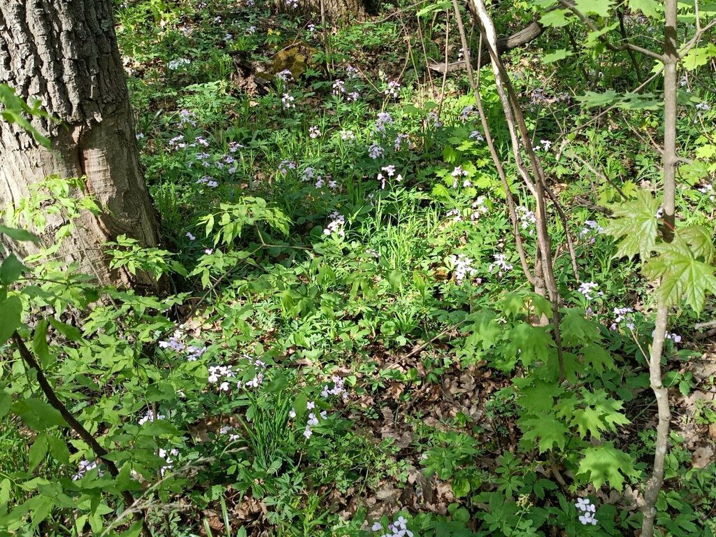 Orman урочище Чернянская дача, Belgorodskaya oblastı, foto