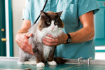 Studio Veterinario Associato Miglio - Forzano - Campagna (Friuli-Venezia Giulia, Udine, Viale Trieste, 48), veteriner klinikleri  Udine'den