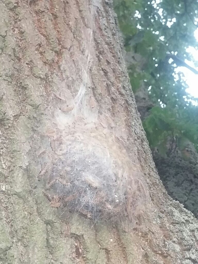 Haşere ilaçlama firmaları Aas Greentecs Schädlingsbekämpfung, Brandenburg, foto