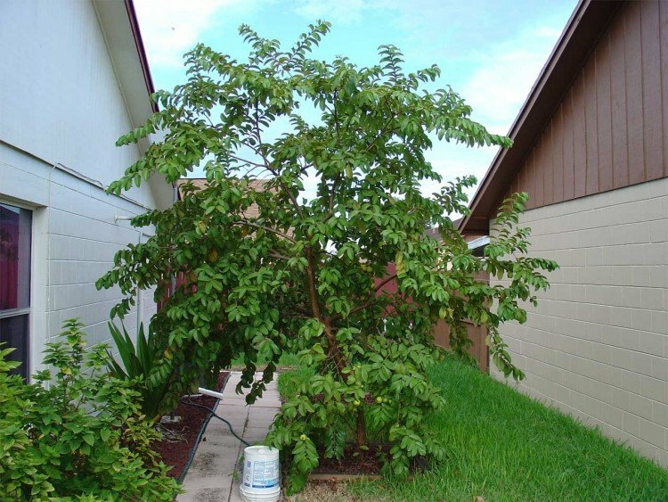 Bahçe ekipmanları ve teknolojileri Cortes & Sons Landscaping & Nursery, Port Charlotte, foto