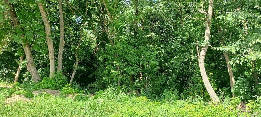 Orman урочище Должик, Belgorodskaya oblastı, foto