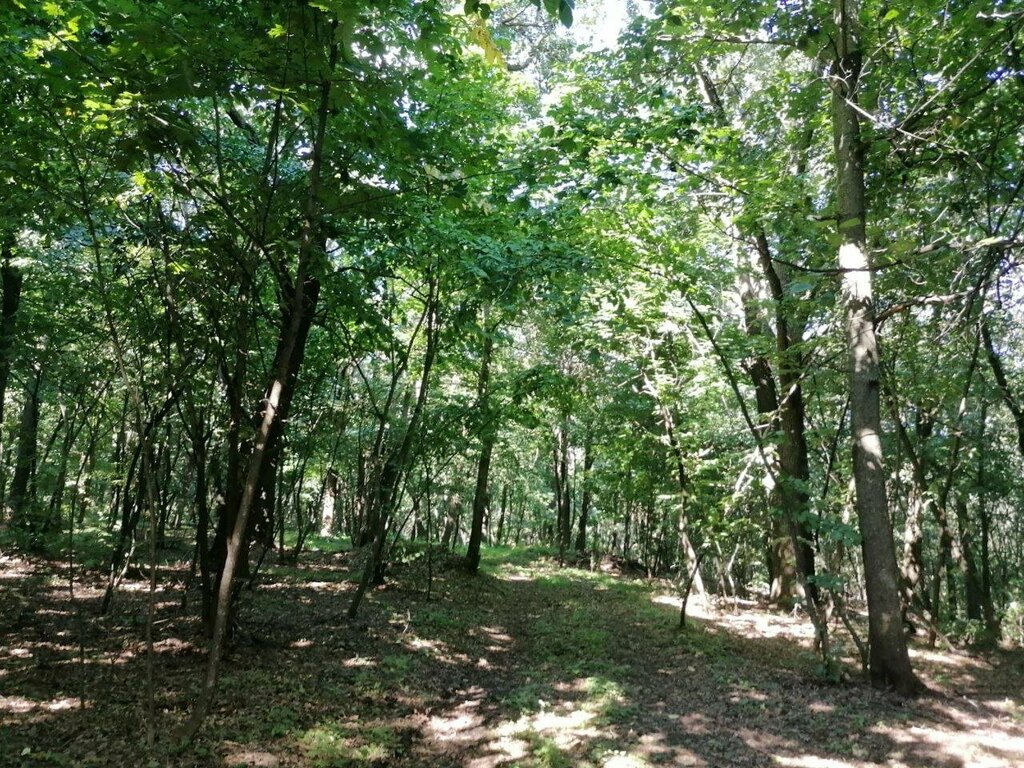 Orman урочище Солонцы, Belgorodskaya oblastı, foto