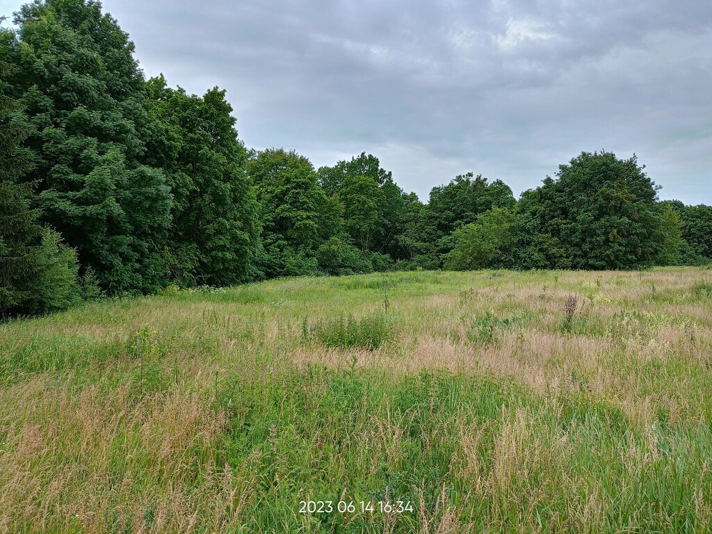 Orman урочище Жерновец, Belgorodskaya oblastı, foto