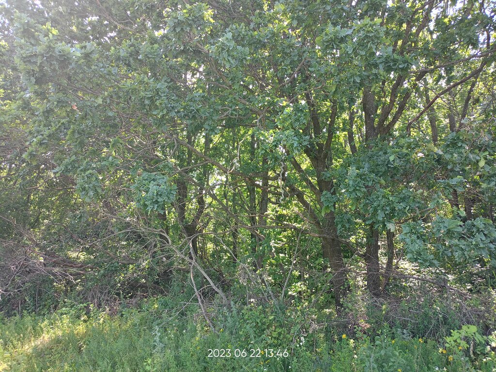 Orman урочище Правороть, Belgorodskaya oblastı, foto