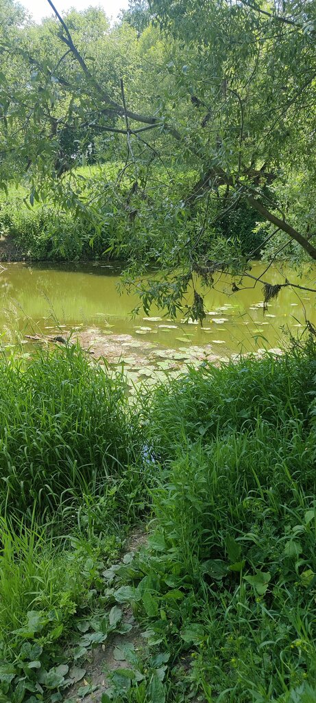 Plaj Пляж, Kalujskaya oblastı, foto