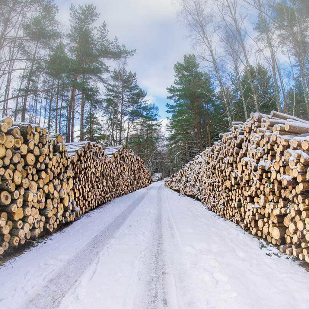 Kereste üretim ve satış şirketleri Статус 29, Arhangelsk, foto
