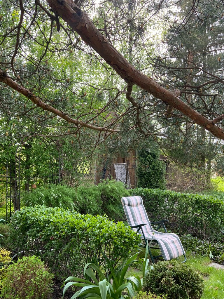 Bahçecilik dernekleri ve kuruluşları Садоводство Олимп, Saint‑Petersburg ve Leningradskaya oblastı, foto