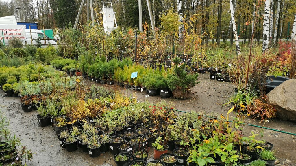 Fidan yetiştiriciliği Podosinki, Moskova ve Moskovskaya oblastı, foto