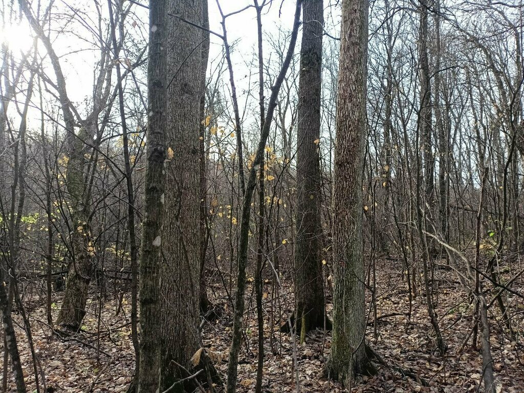 Orman урочище Марково-Церковное, Belgorodskaya oblastı, foto