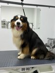 Lucky Dog (Vladimirskaya ulitsa No:12, derevnya Rodina), evcil hayvan kuaförleri  Pskovskaya oblastından