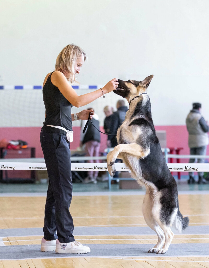 Evcil hayvan yetiştiricileri Pitomnik Veo Iz Ozernogo kraya, Bologoe, foto