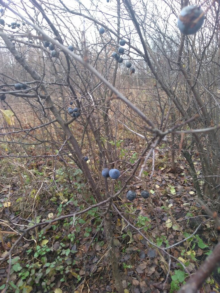 Orman урочище Косое, Kurskaya oblastı, foto