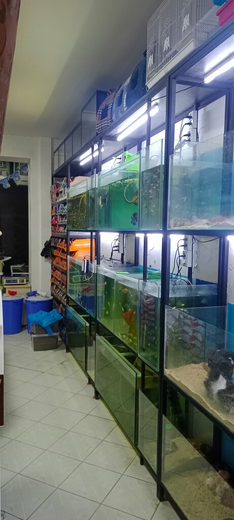Petshop Zoomag, Buhara, foto
