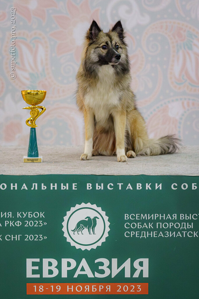 Evcil hayvan kuaförleri Франтик, Reutov, foto