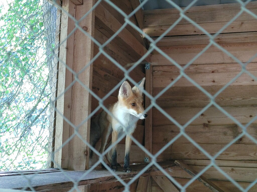Hayvanat bahçeleri Учебно-образовательный комплекс ЛукАморье, Jiguliovsk, foto