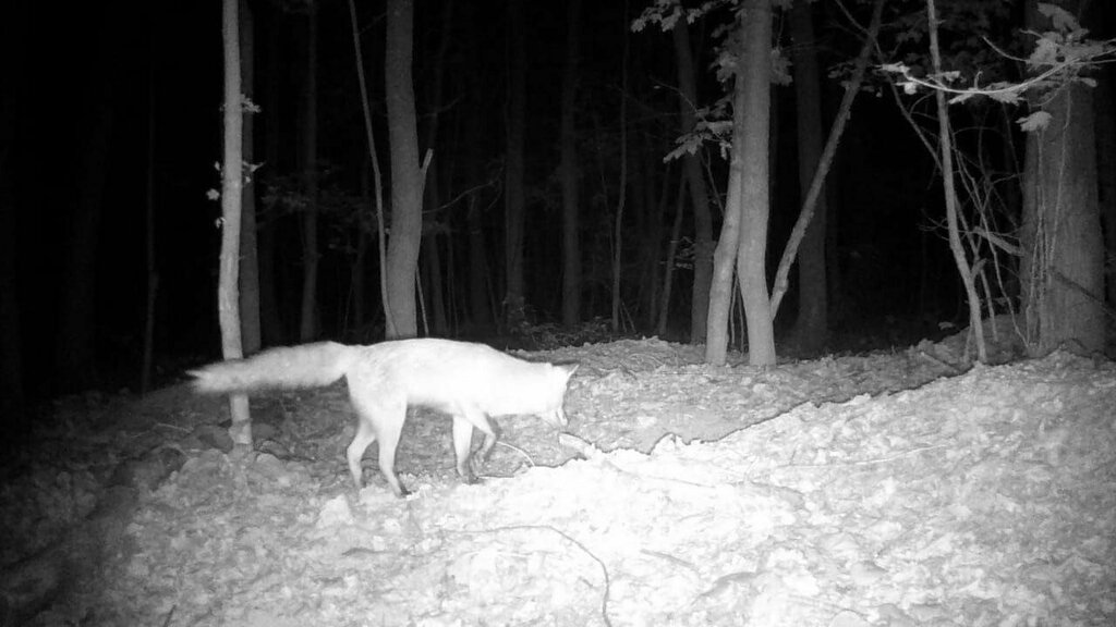 Doğa koruma alanı Урочище Журавли, Gubkin, foto