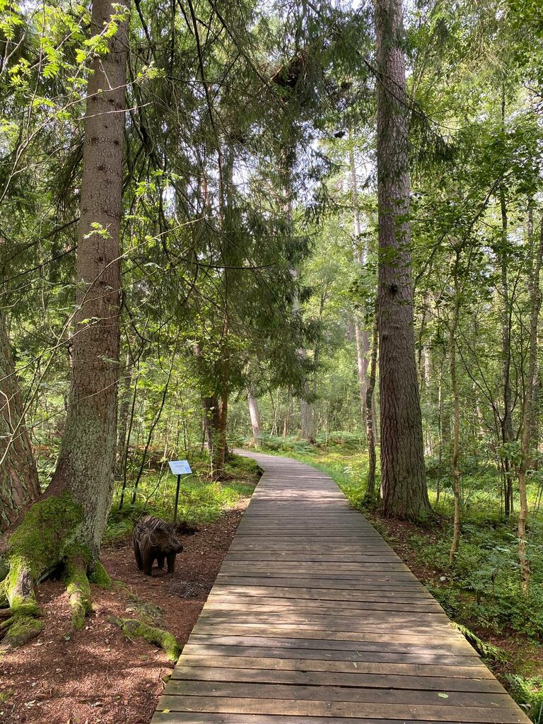 Turistik yerler Korolevskiy bor, Kaliningradskaya oblastı, foto